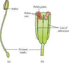 Help me please, Proximal end of the filament of stamen is attached to the:
